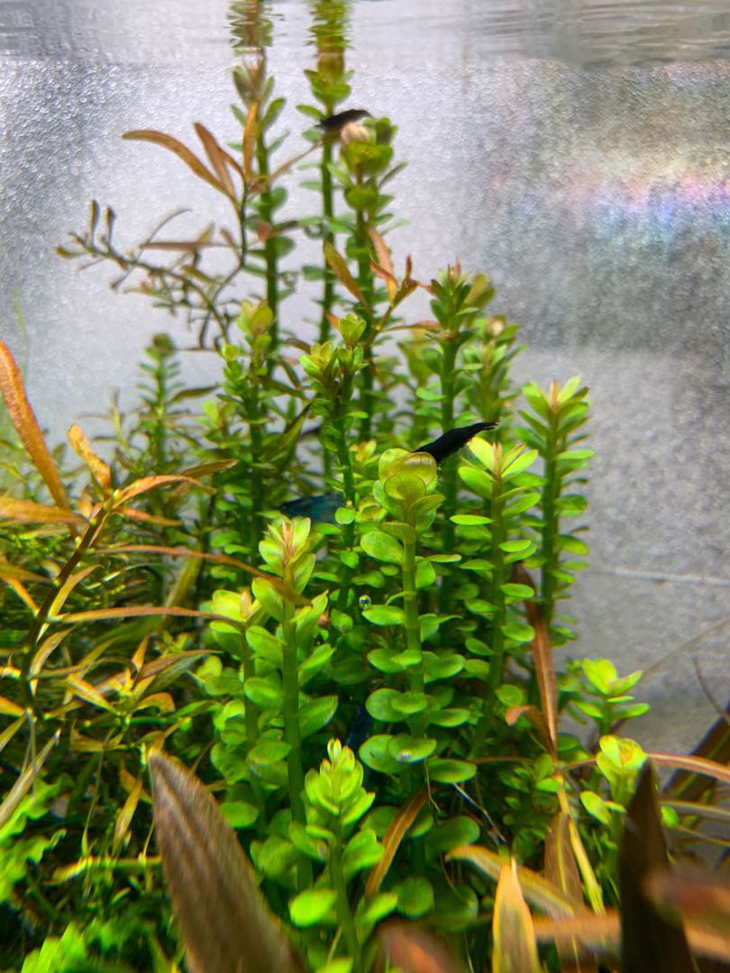 Rotala Indica (Bonsai), Furniture & Home Living, Gardening, Plants ...
