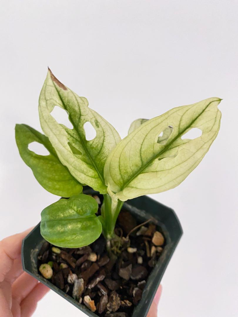 Variegated Monstera adansonii archipelago ghost, Furniture & Home ...