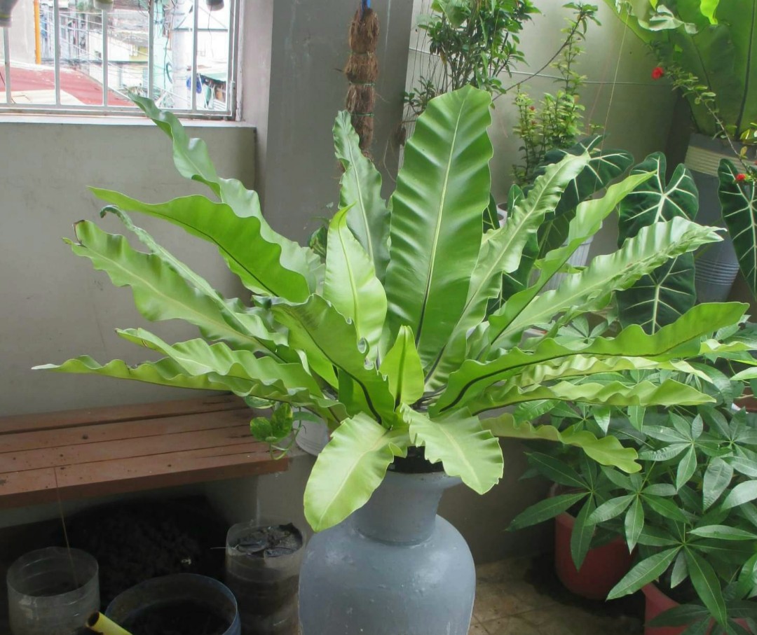 Variegated plants, Furniture & Home Living, Gardening, Plants & Seeds ...