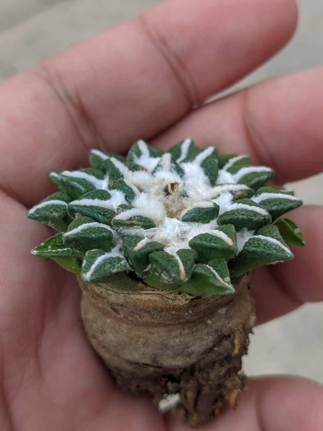 Ariocarpus Kotschoubeyanus Elephantidens CV Ooibo (Imported from Japan ...