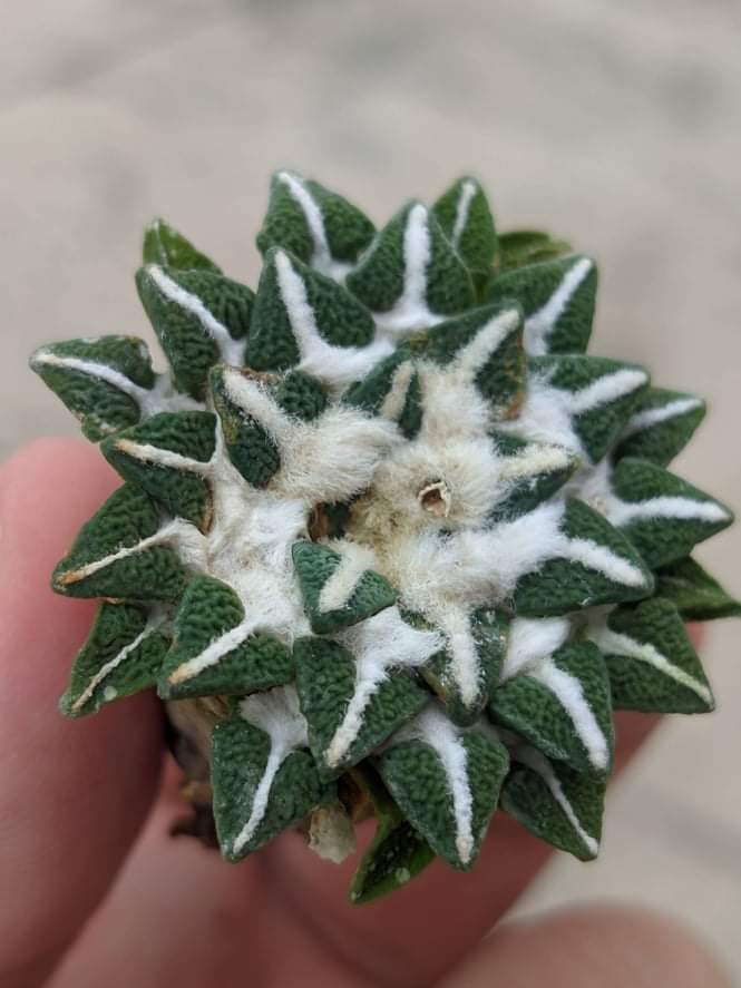 Ariocarpus Kotschoubeyanus Elephantidens CV Ooibo (Imported from Japan ...
