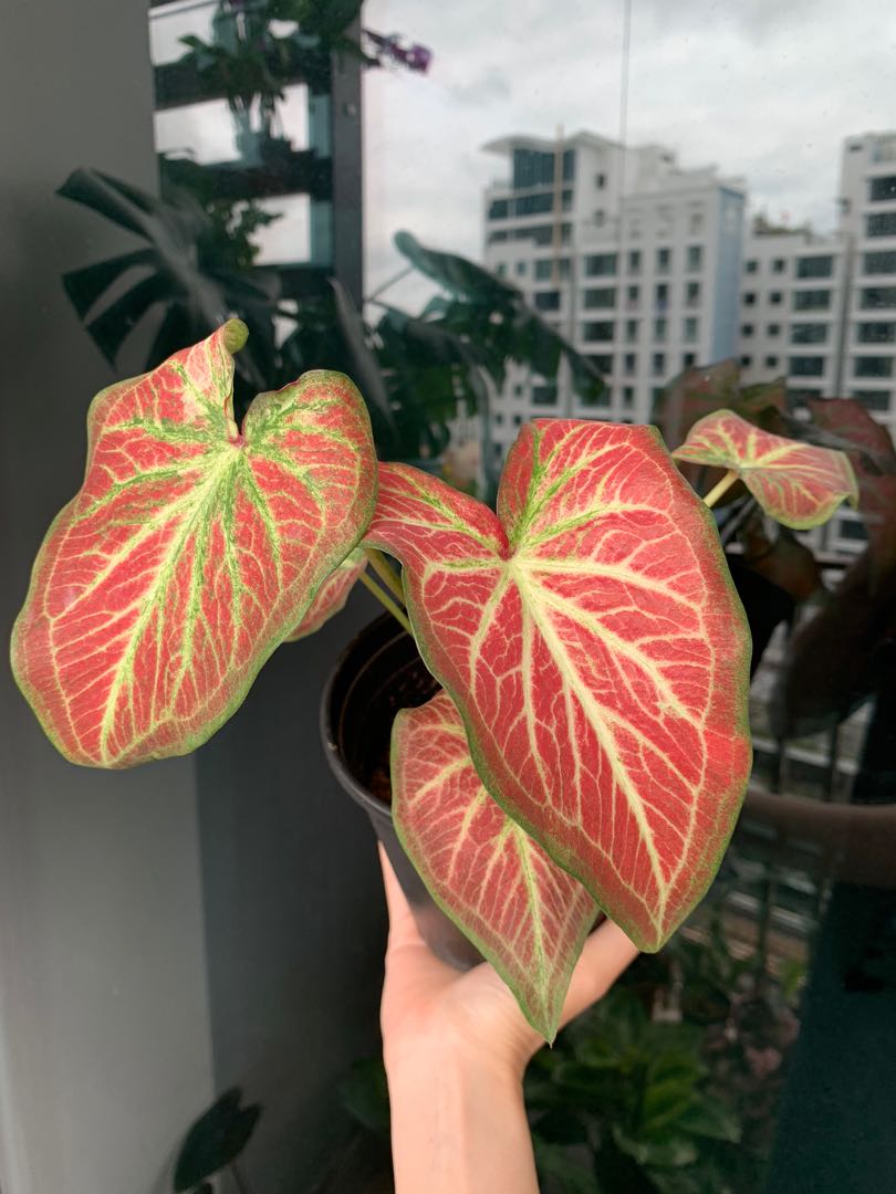 Caladium Starburst, Furniture & Home Living, Gardening, Plants & Seeds ...