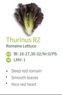 Lettuce Seeds with High Germination rate Pelleted Lettuce Seeds. Ps ...