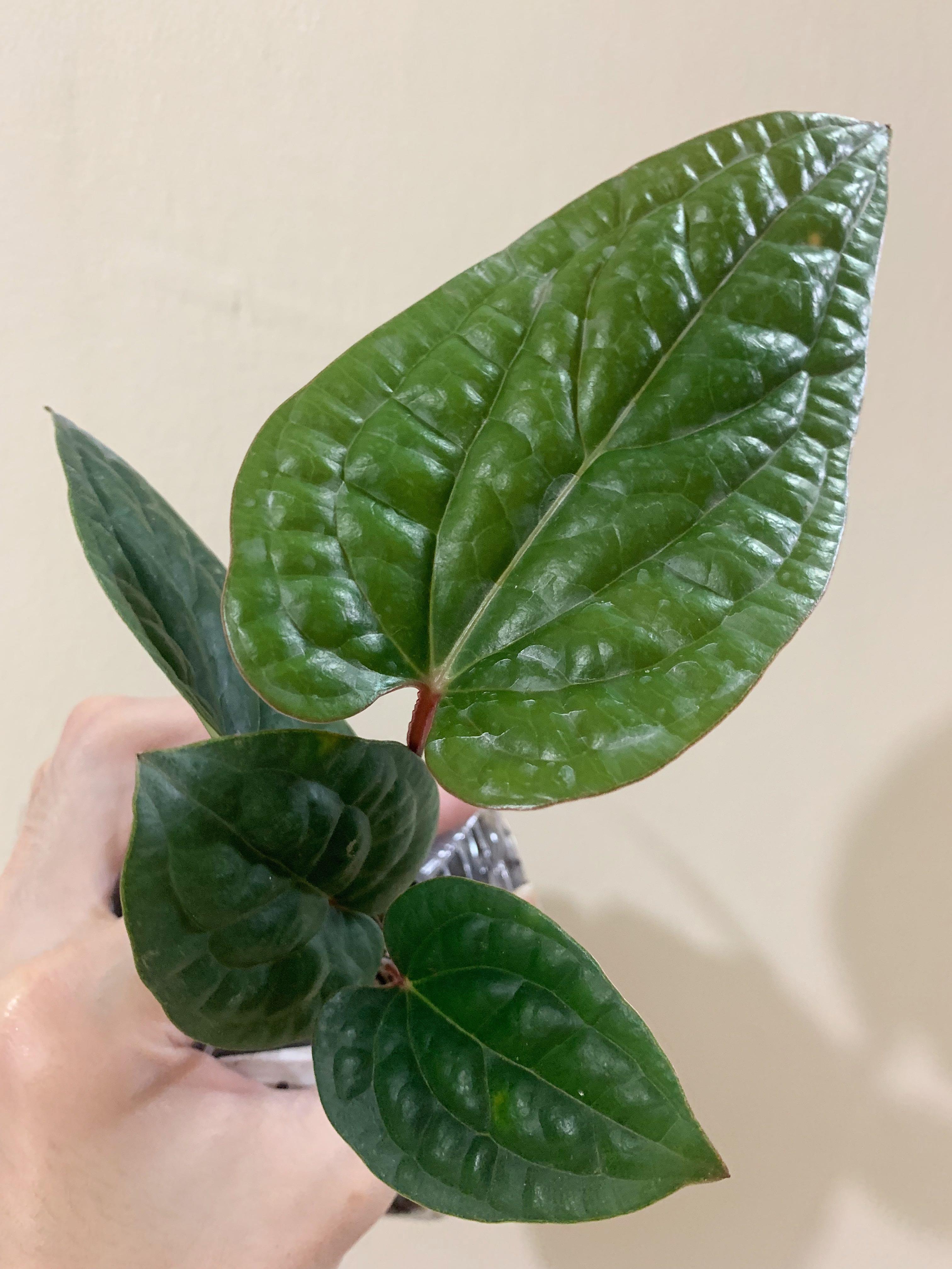 Anthurium Radicans, Furniture & Home Living, Gardening, Plants & Seeds ...