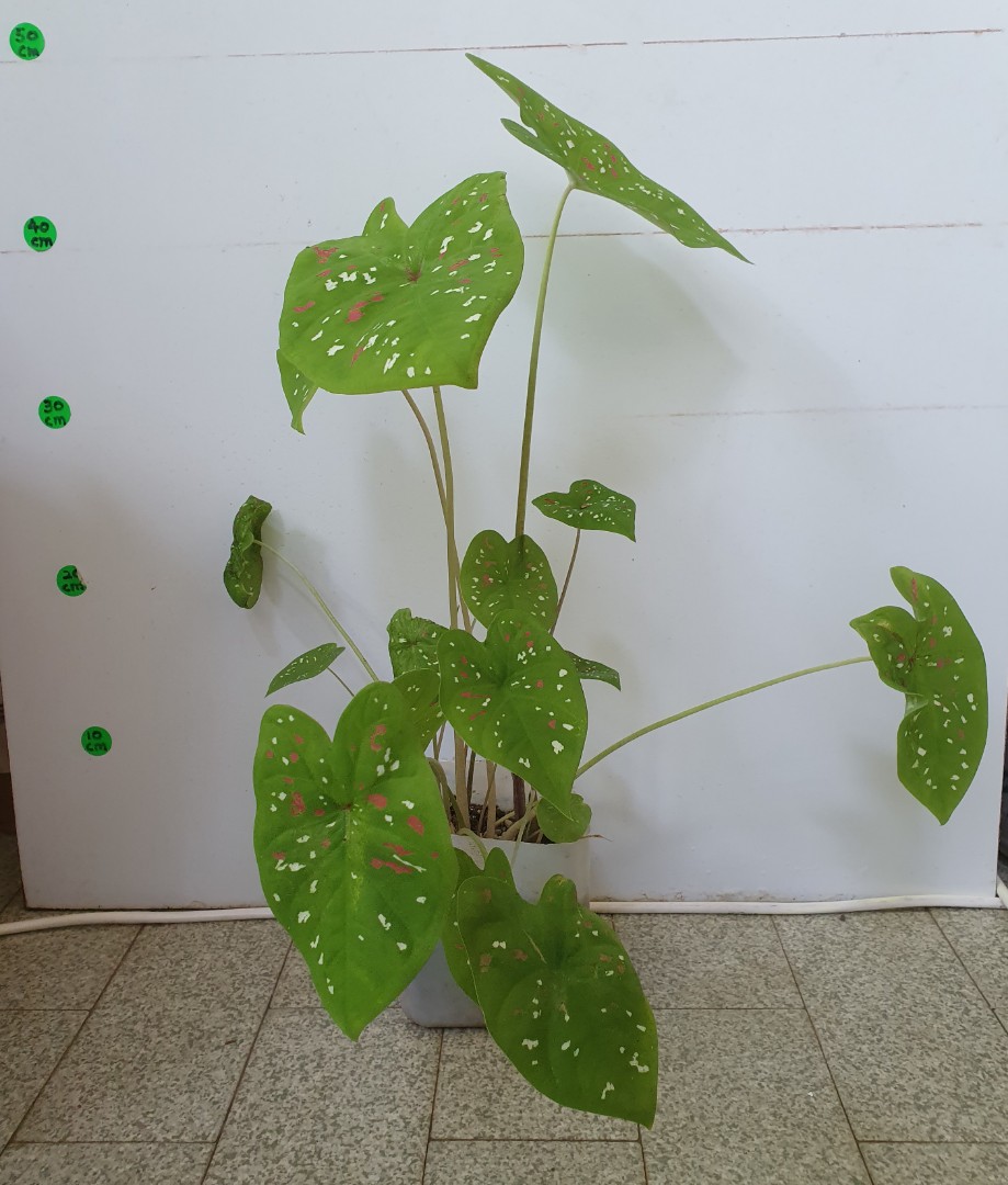 Florida Clown (Caladium) (Bushy), Furniture & Home Living, Gardening ...