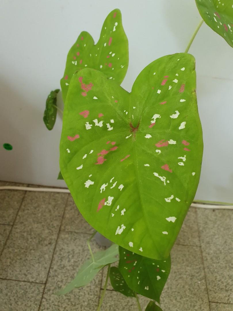 Florida Clown (Caladium) (Bushy), Furniture & Home Living, Gardening ...