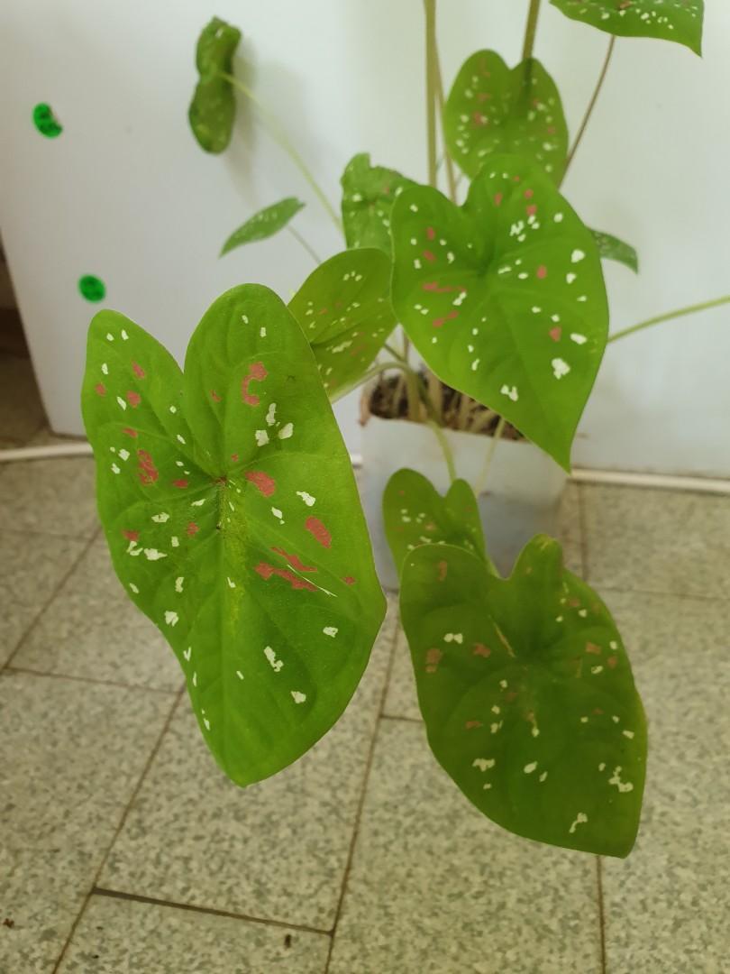 Florida Clown (Caladium) (Bushy), Furniture & Home Living, Gardening ...