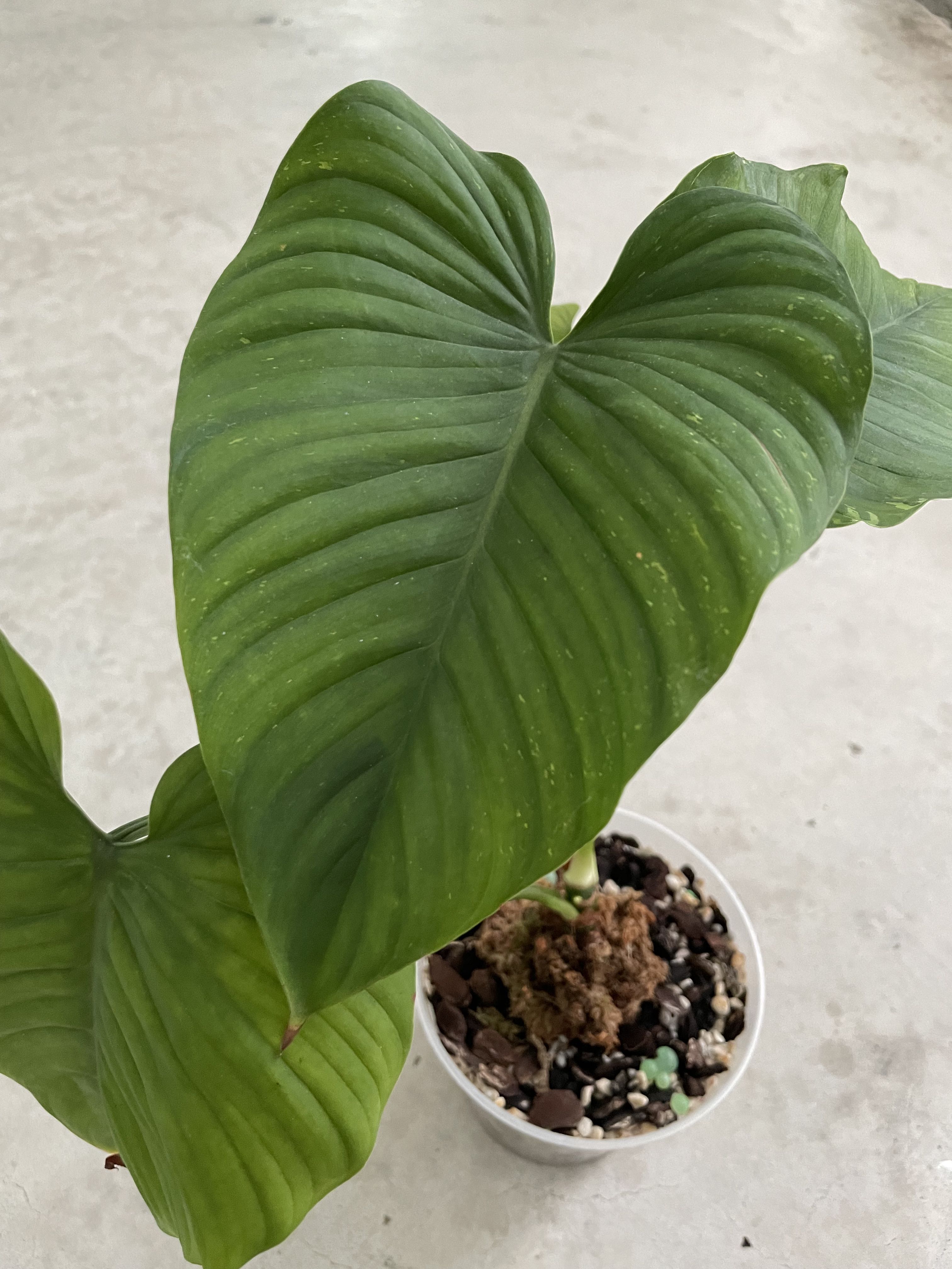 Philodendron Roseocataphyllum, Furniture & Home Living, Gardening ...