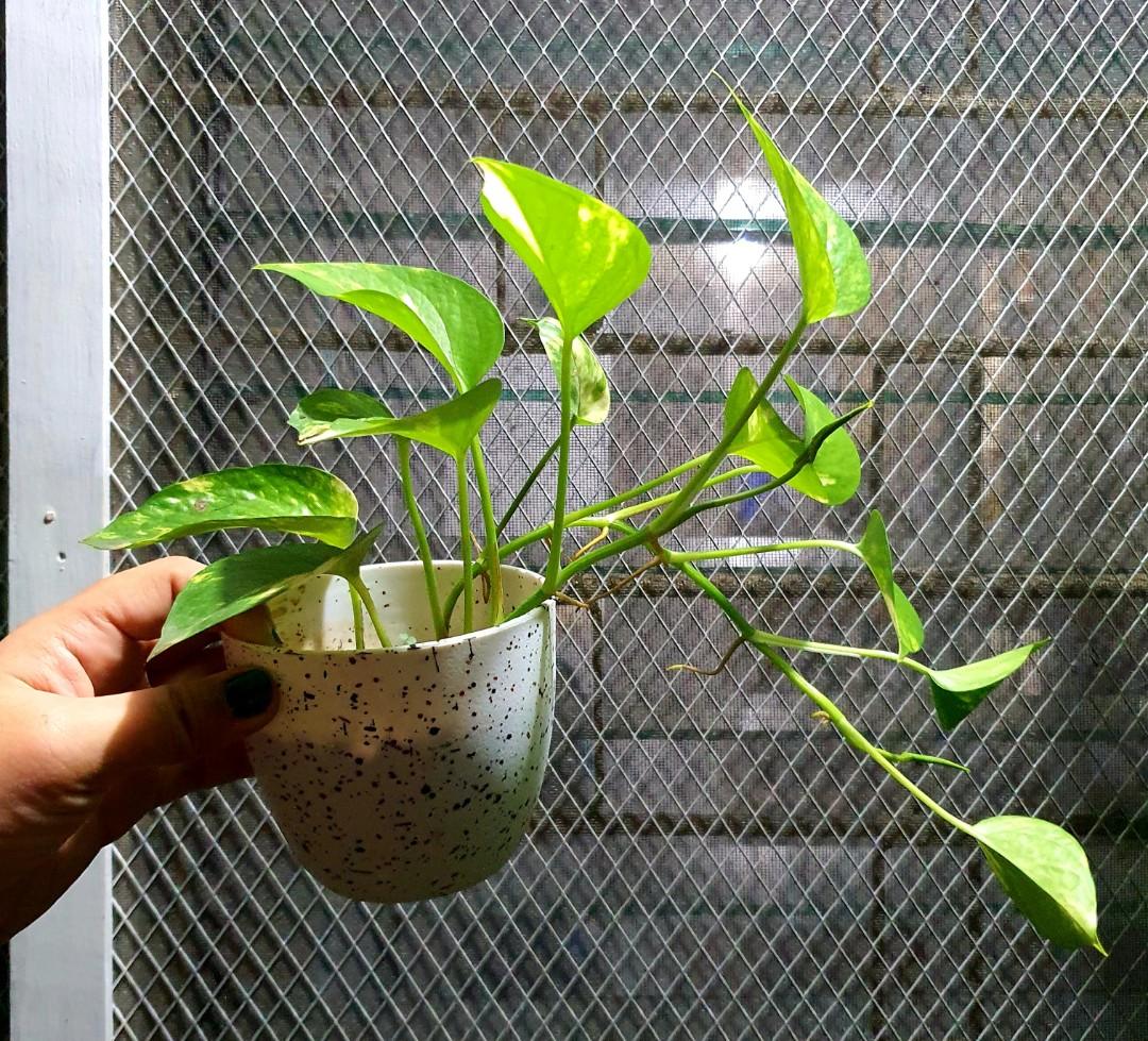 Pothos trailing golden pothos, Furniture & Home Living, Gardening ...