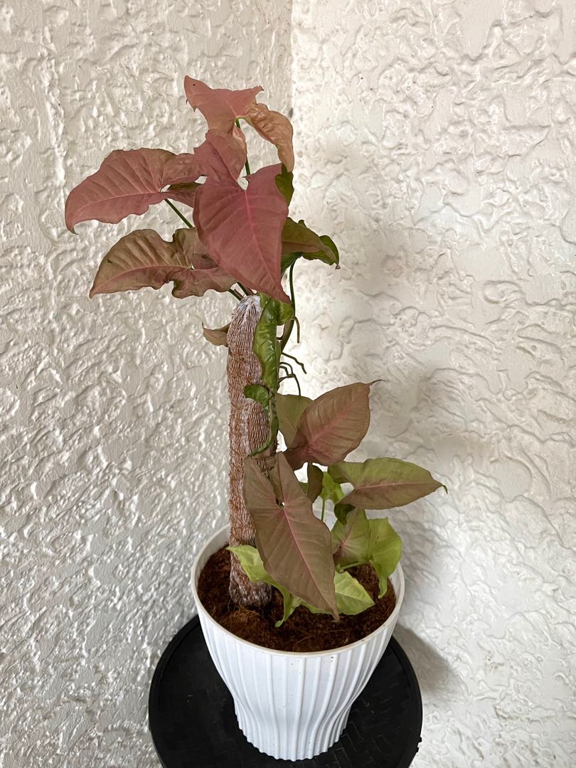 Syngonium Neon Robusta Trailing, Furniture & Home Living, Gardening ...