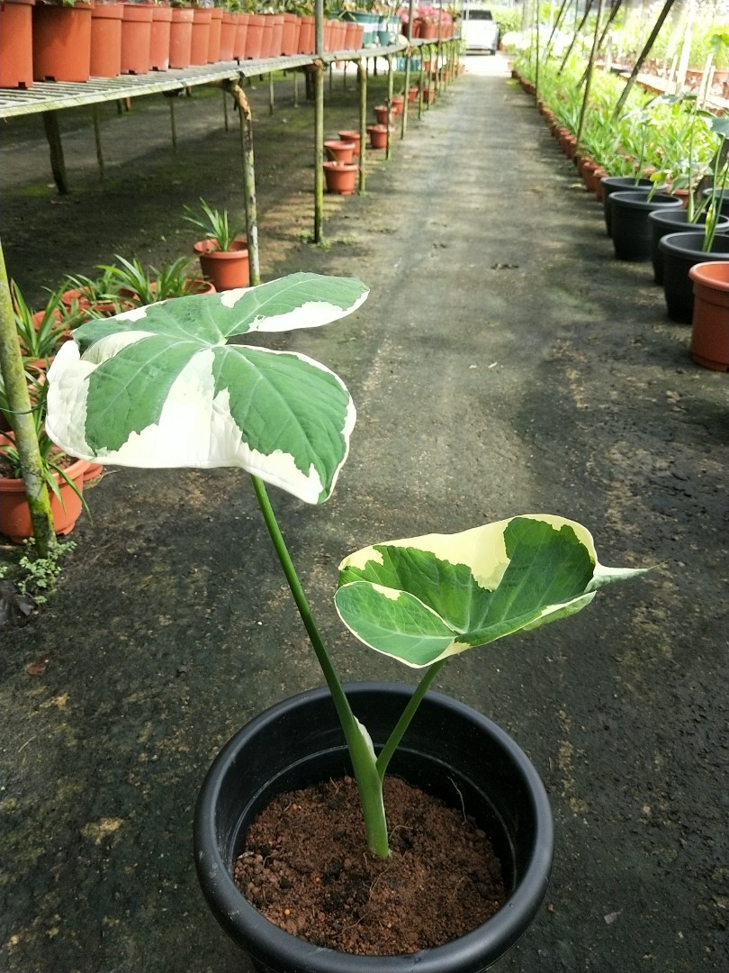 Alocasia Mickey Mouse Variegated in black Pot, Furniture & Home Living ...