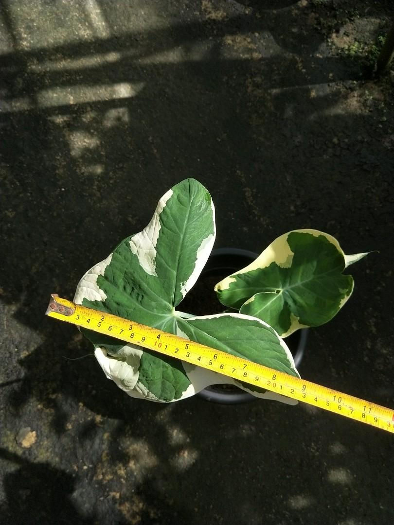 Alocasia Mickey Mouse Variegated in black Pot, Furniture & Home Living ...