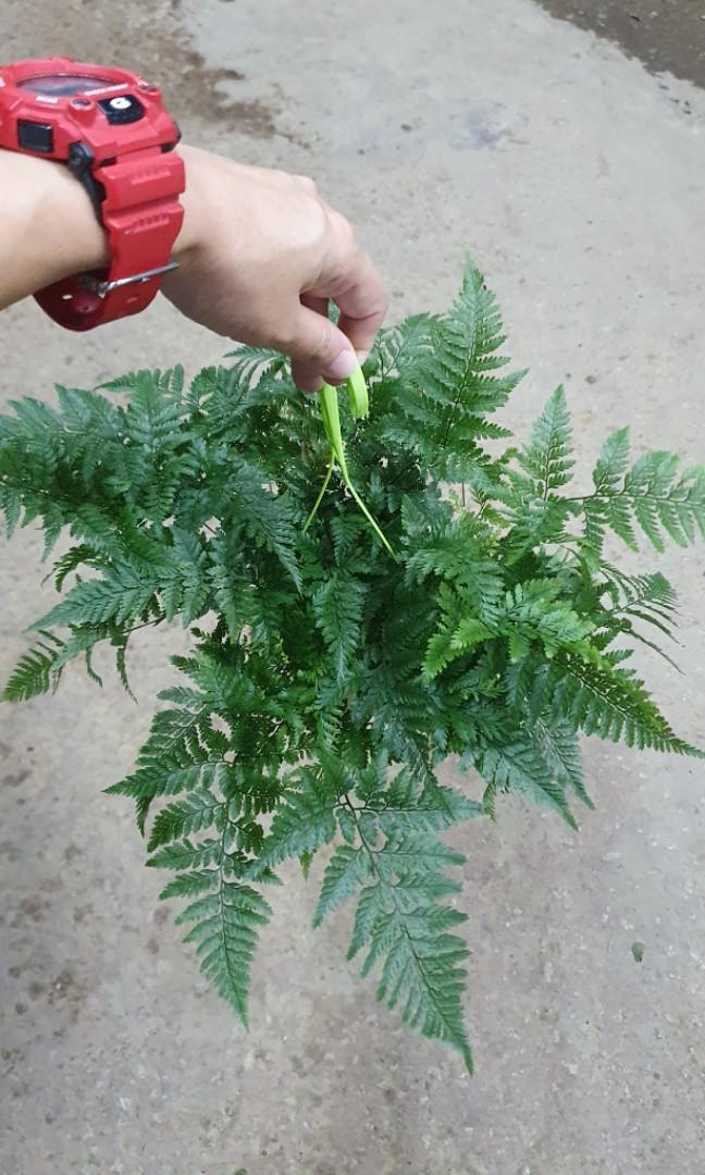 Davallia Fern / deersfoot fern, shinobu fern, rabbit foot fern, ball ...
