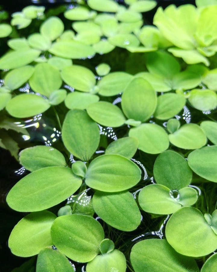 Floating plants for aquarium, Furniture & Home Living, Gardening ...