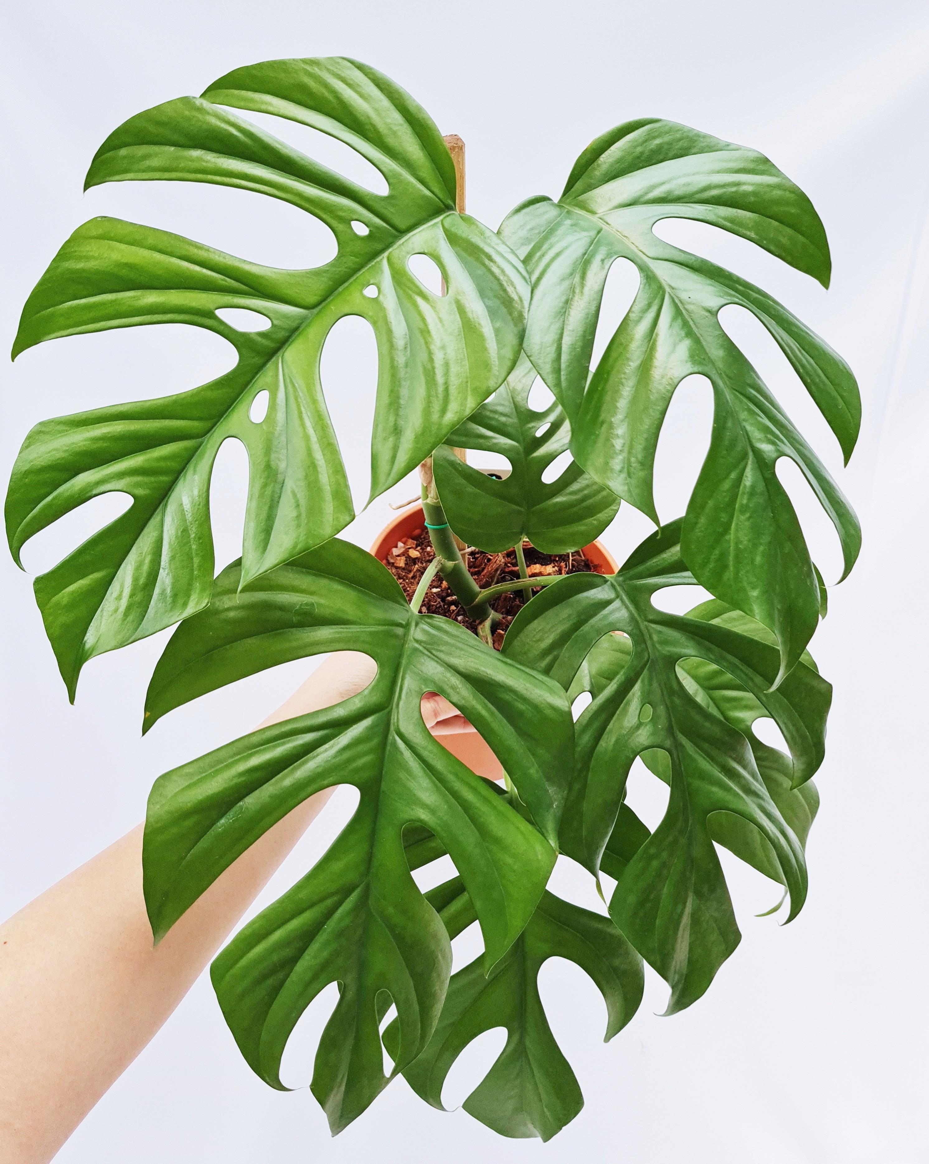 Rhaphidophora Tetrasperma [Large Form], Furniture & Home Living ...