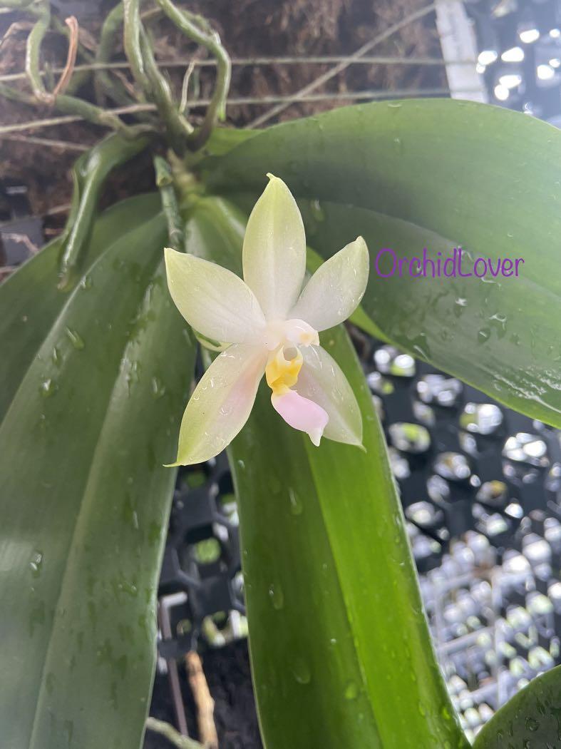 Beautiful Bellina Pink Phalaenopsis Orchid, Furniture & Home Living ...