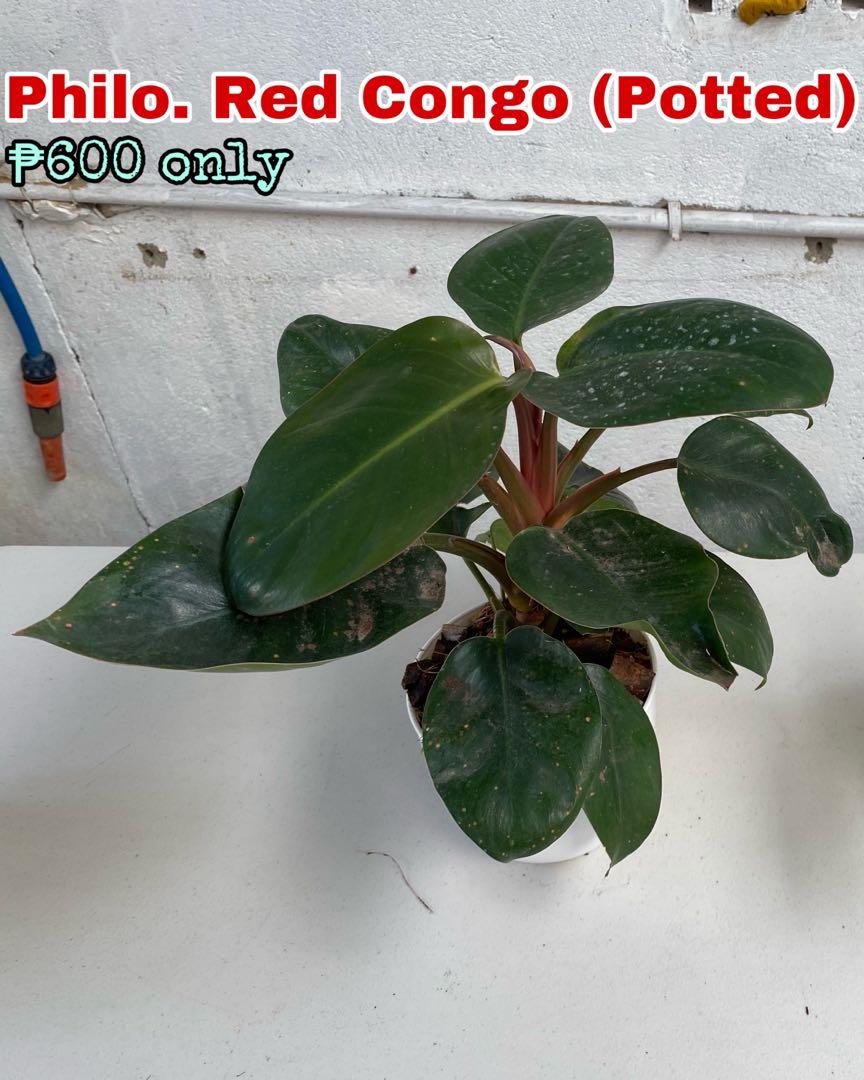 Philo. Red Congo (Potted), Furniture & Home Living, Gardening, Plants ...