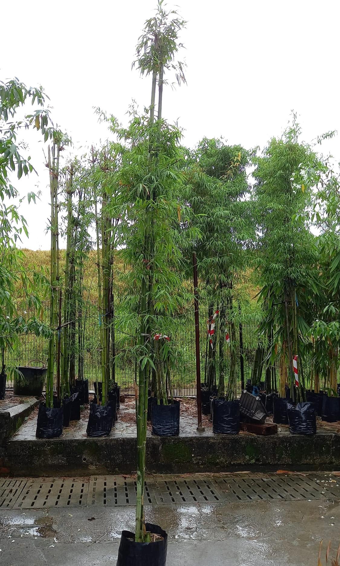 Plant - Stone Bamboo in pot 3-4 Stems ($80/$138/$268), Furniture & Home ...