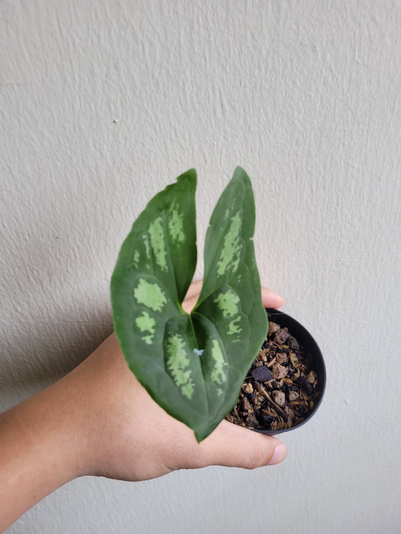 Rare ulearum donburnsii, Furniture & Home Living, Gardening, Plants ...