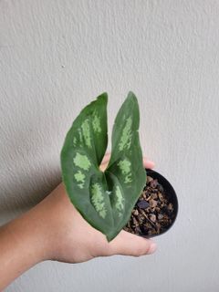 Rare ulearum donburnsii, Furniture & Home Living, Gardening, Plants ...