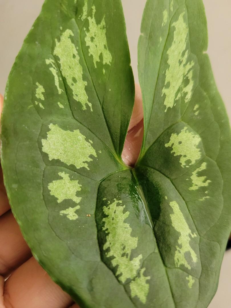 Rare ulearum donburnsii, Furniture & Home Living, Gardening, Plants ...