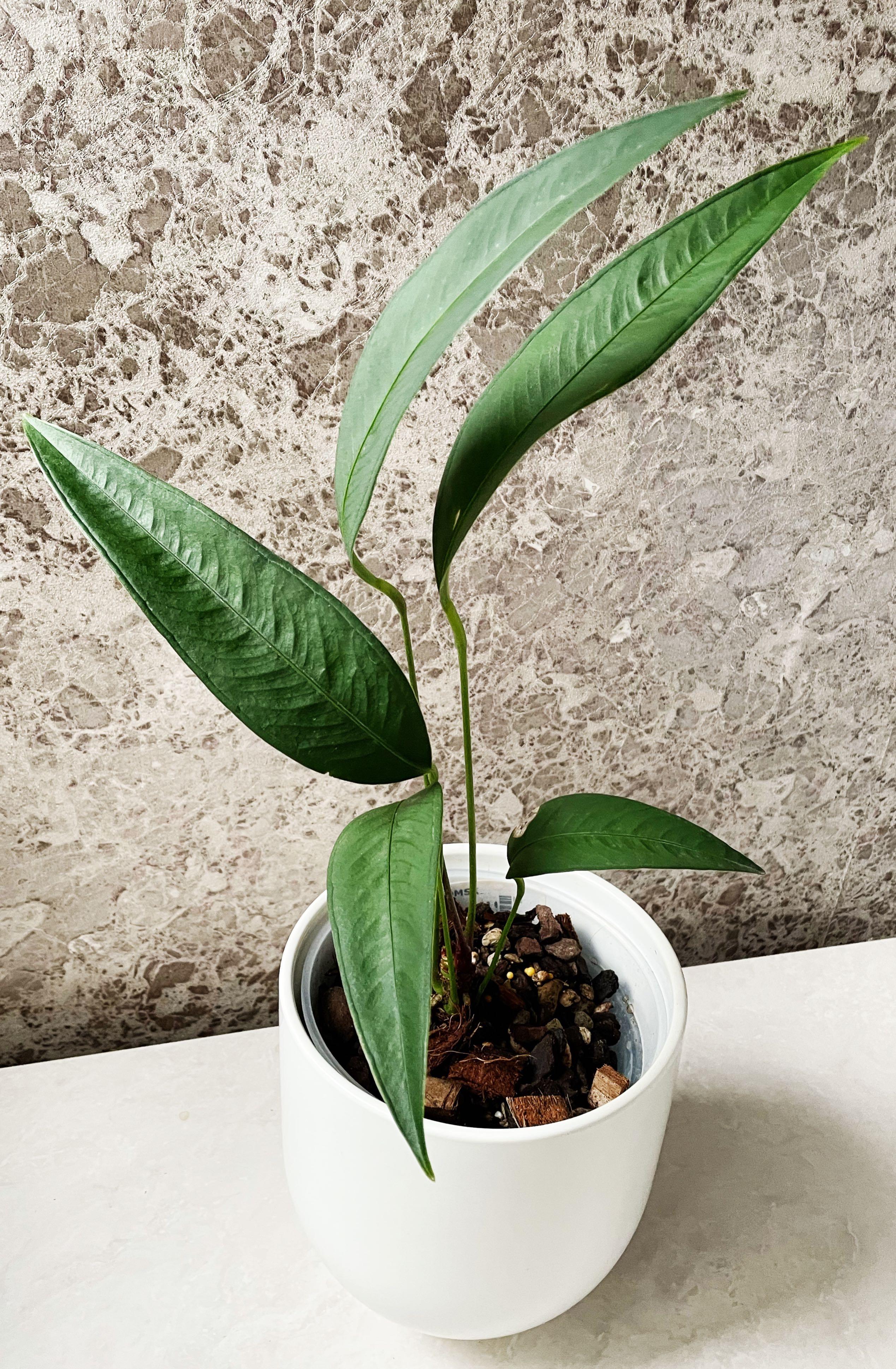 Anthurium Microphyllum, Furniture & Home Living, Gardening, Plants ...