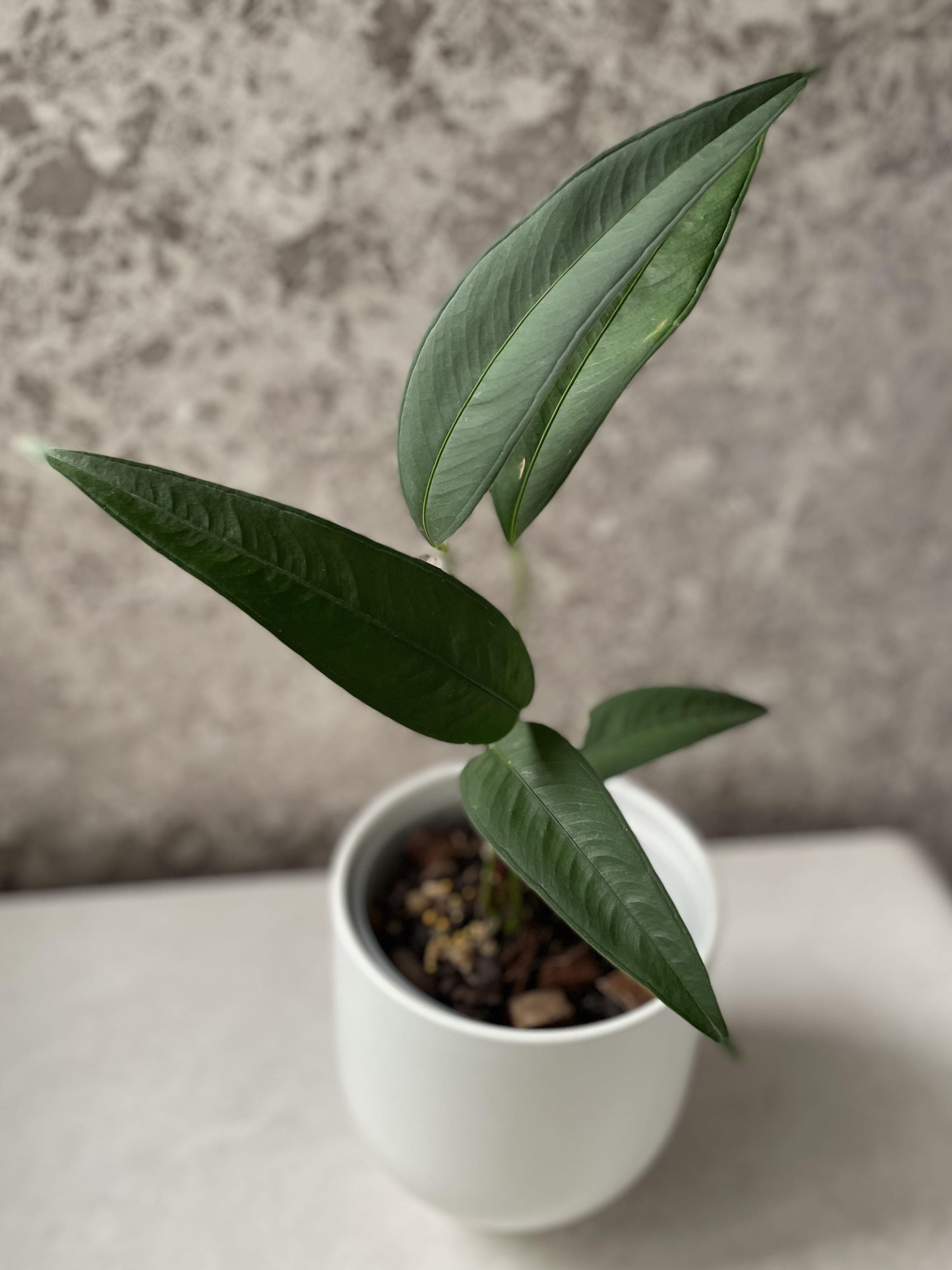 Anthurium Microphyllum, Furniture & Home Living, Gardening, Plants ...