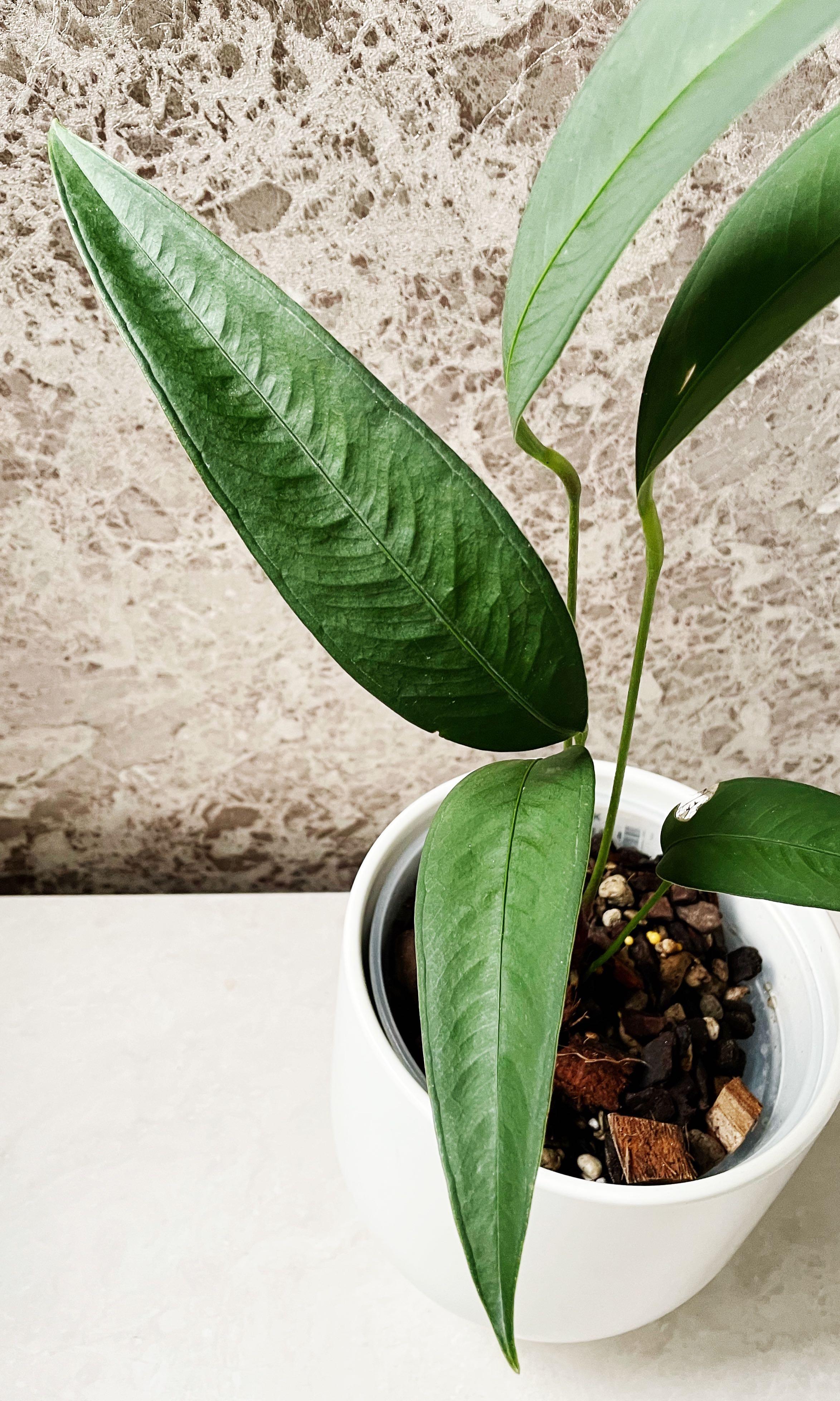 Anthurium Microphyllum, Furniture & Home Living, Gardening, Plants ...