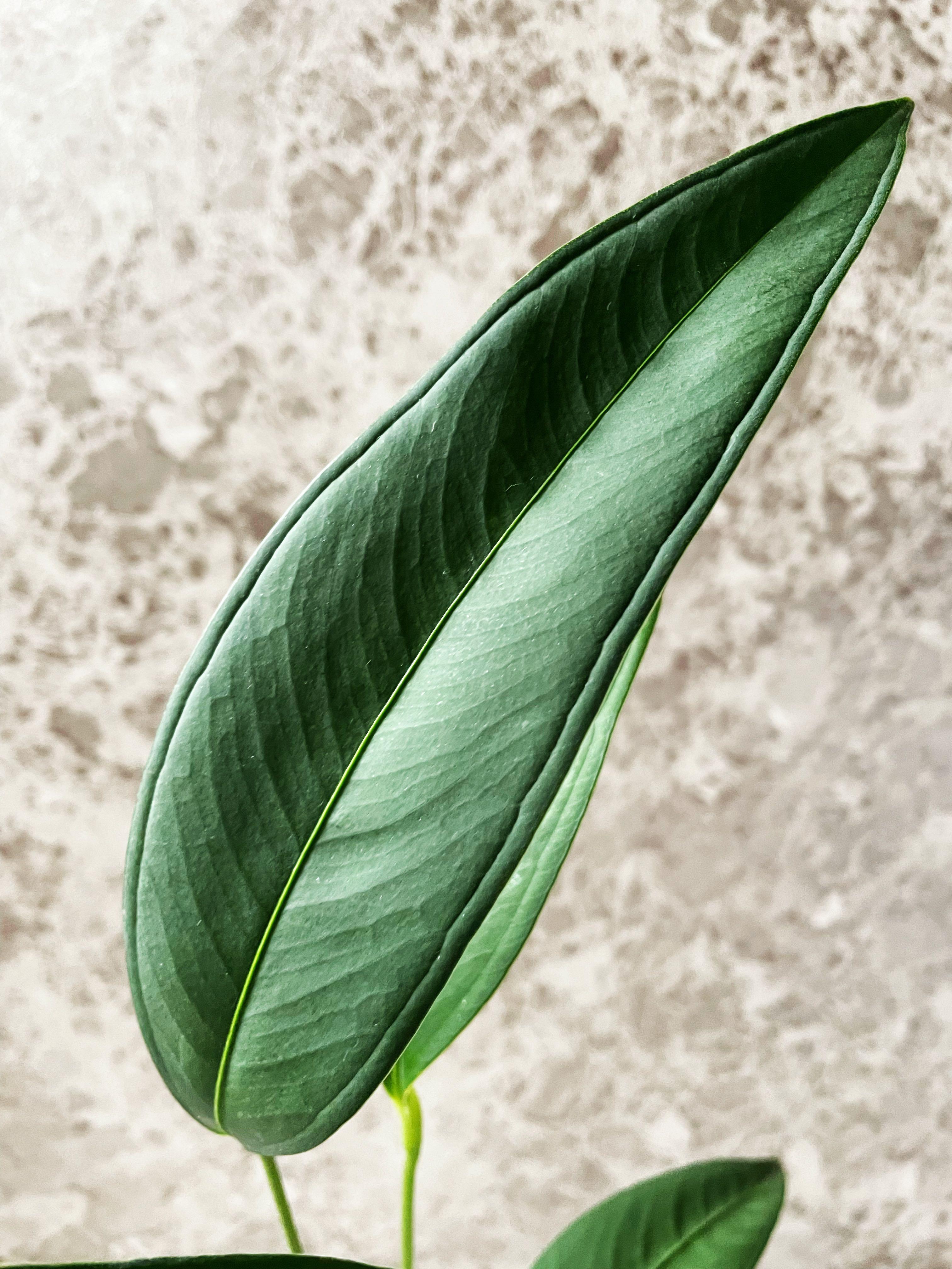 Anthurium Microphyllum, Furniture & Home Living, Gardening, Plants ...