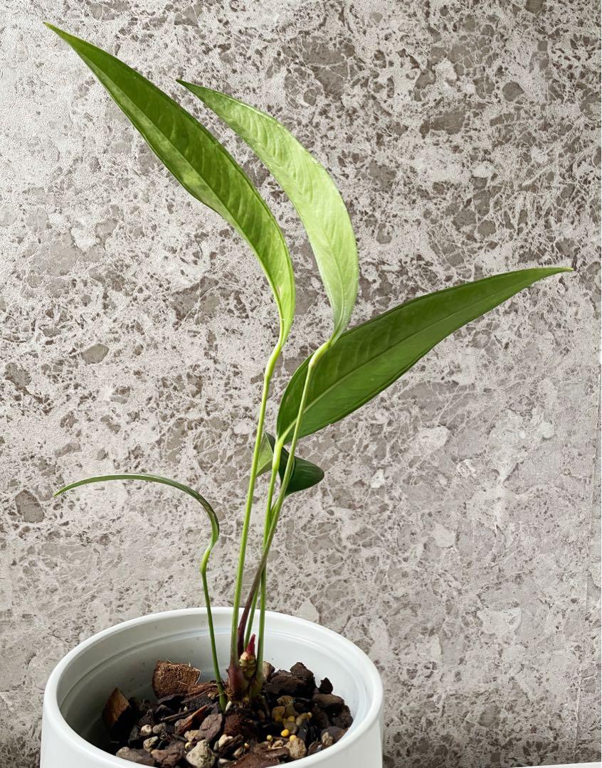 Anthurium Microphyllum, Furniture & Home Living, Gardening, Plants ...