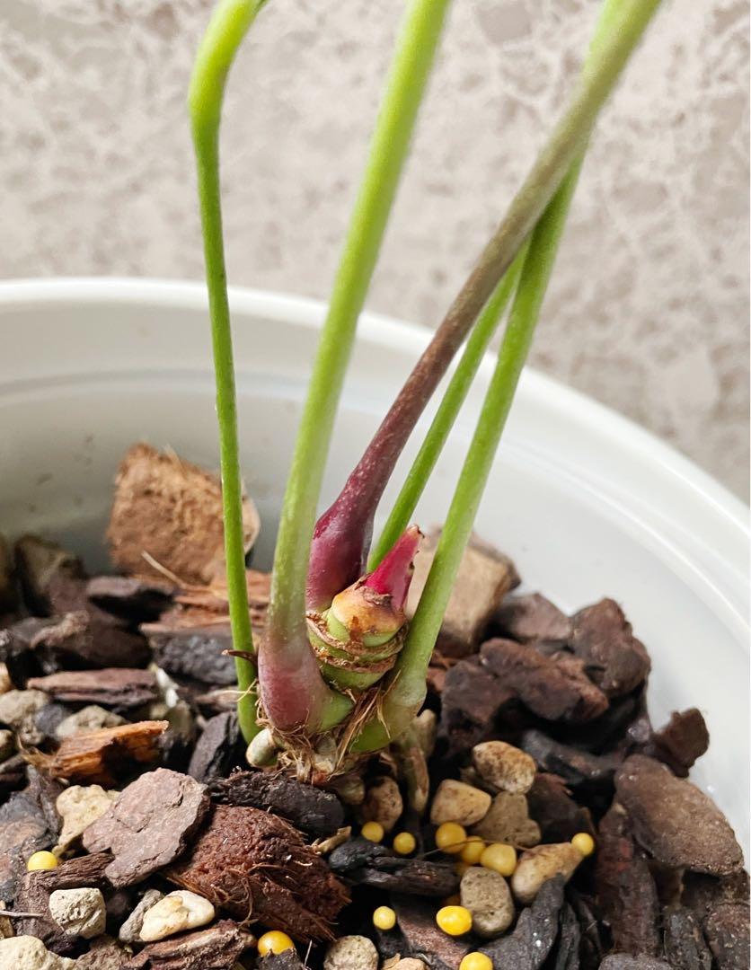 Anthurium Microphyllum, Furniture & Home Living, Gardening, Plants ...