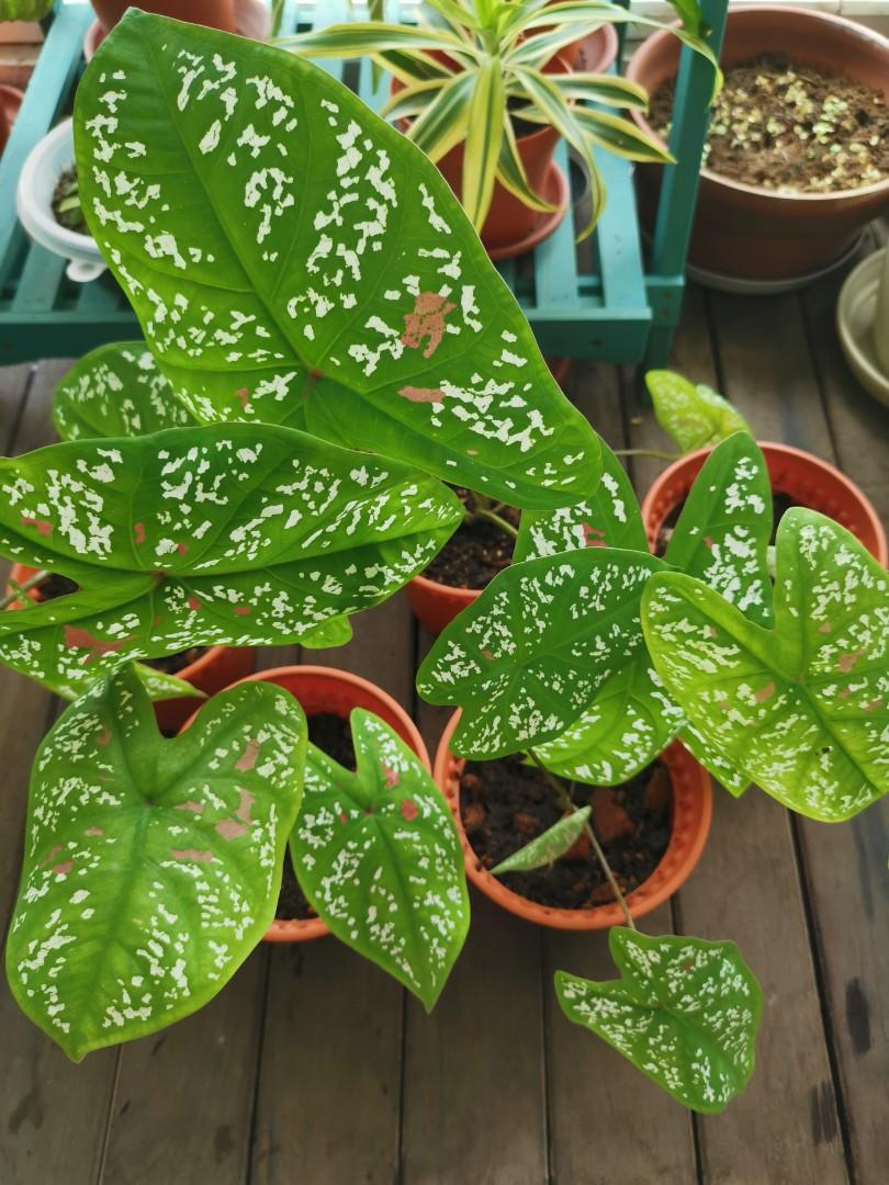 (Updated in Oct 2021) Caladium Florida Clown, Furniture & Home Living ...