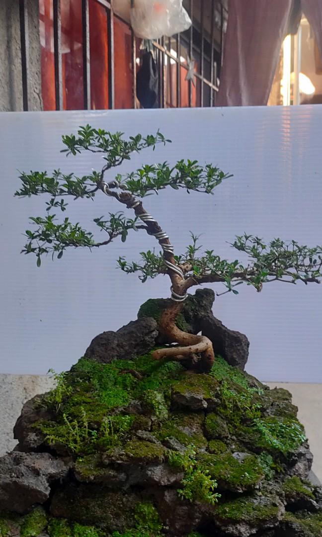 Japanese bushida bonsai penjing, Furniture & Home Living, Gardening ...
