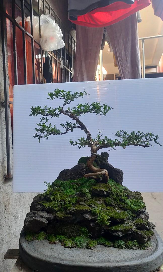 Japanese bushida bonsai penjing, Furniture & Home Living, Gardening ...
