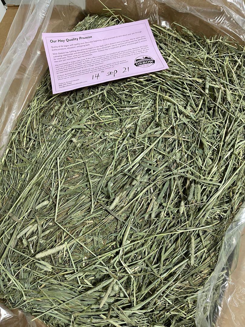 Oxbow Western Timothy Hay for rabbit, chinchilla, guinea pig, hamster ...