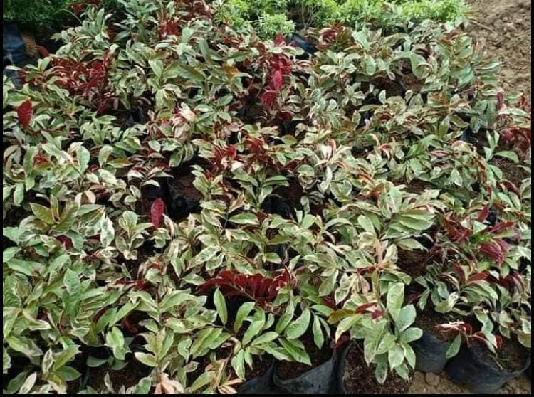 Picara, Furniture & Home Living, Gardening, Plants & Seeds on Carousell