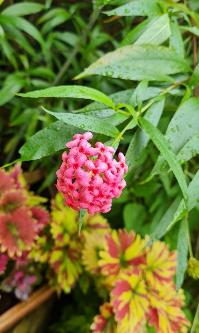Rondeletia leucophylla, Pink flowers, bush pentas, panama rose ...