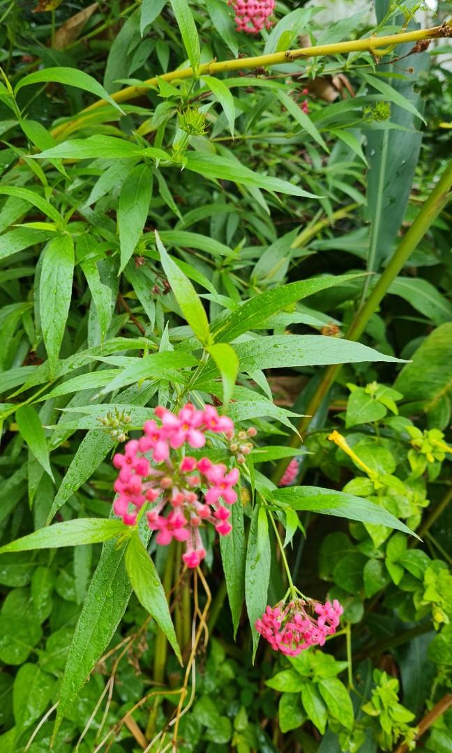 Rondeletia leucophylla, Pink flowers, bush pentas, panama rose ...
