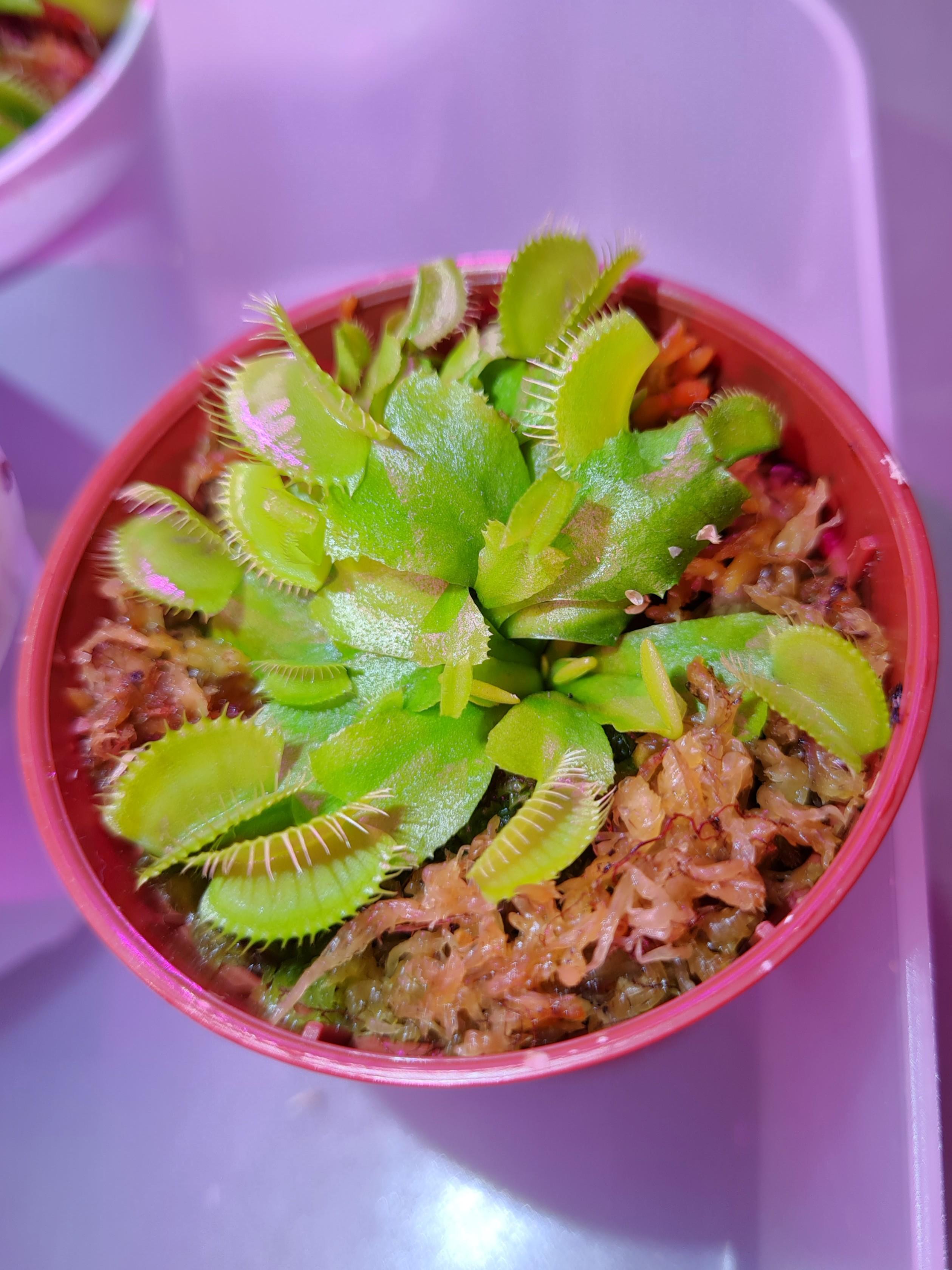 SgBred 'Dutch Delight' Venus FlyTrap. 5cm pot., Furniture & Home Living ...