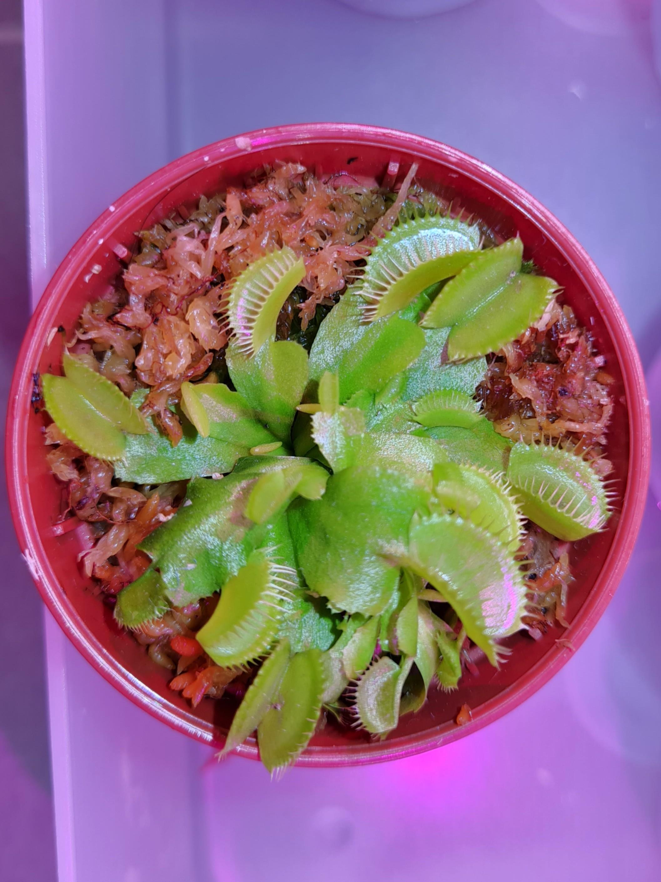 SgBred 'Dutch Delight' Venus FlyTrap. 5cm pot., Furniture & Home Living ...