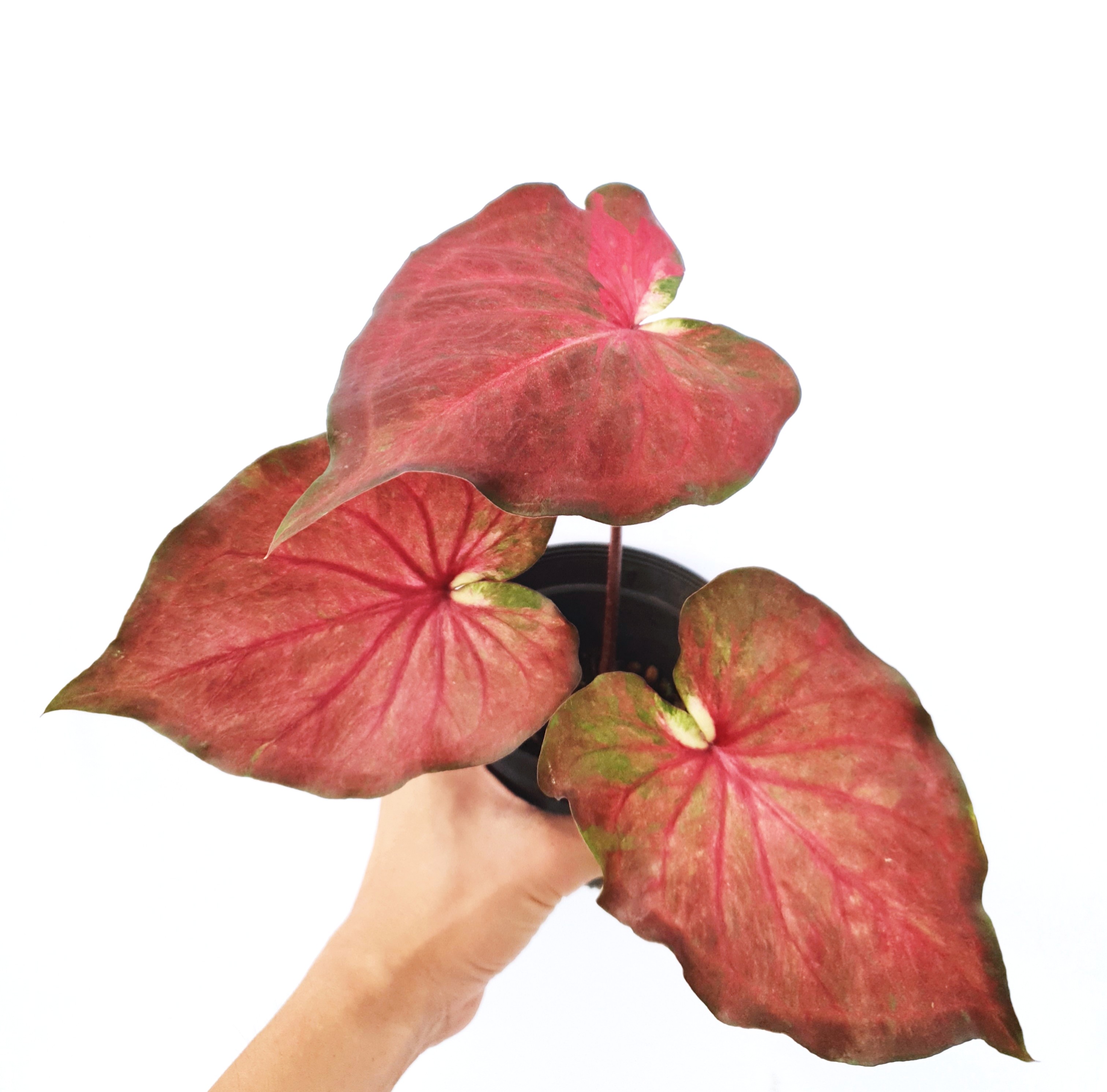 Caladium Desert Sunset, Furniture & Home Living, Gardening, Plants ...