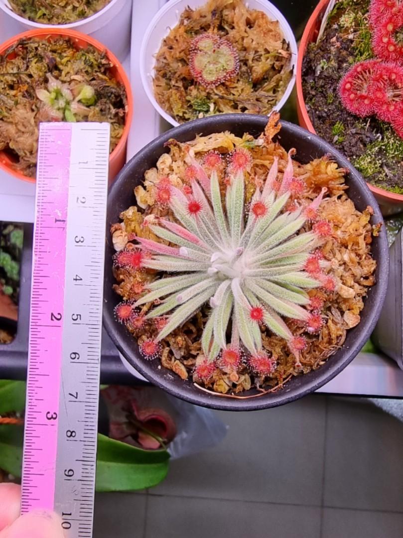 Drosera lanata ( Sundew, Carnivorous Plant ), Furniture & Home Living ...