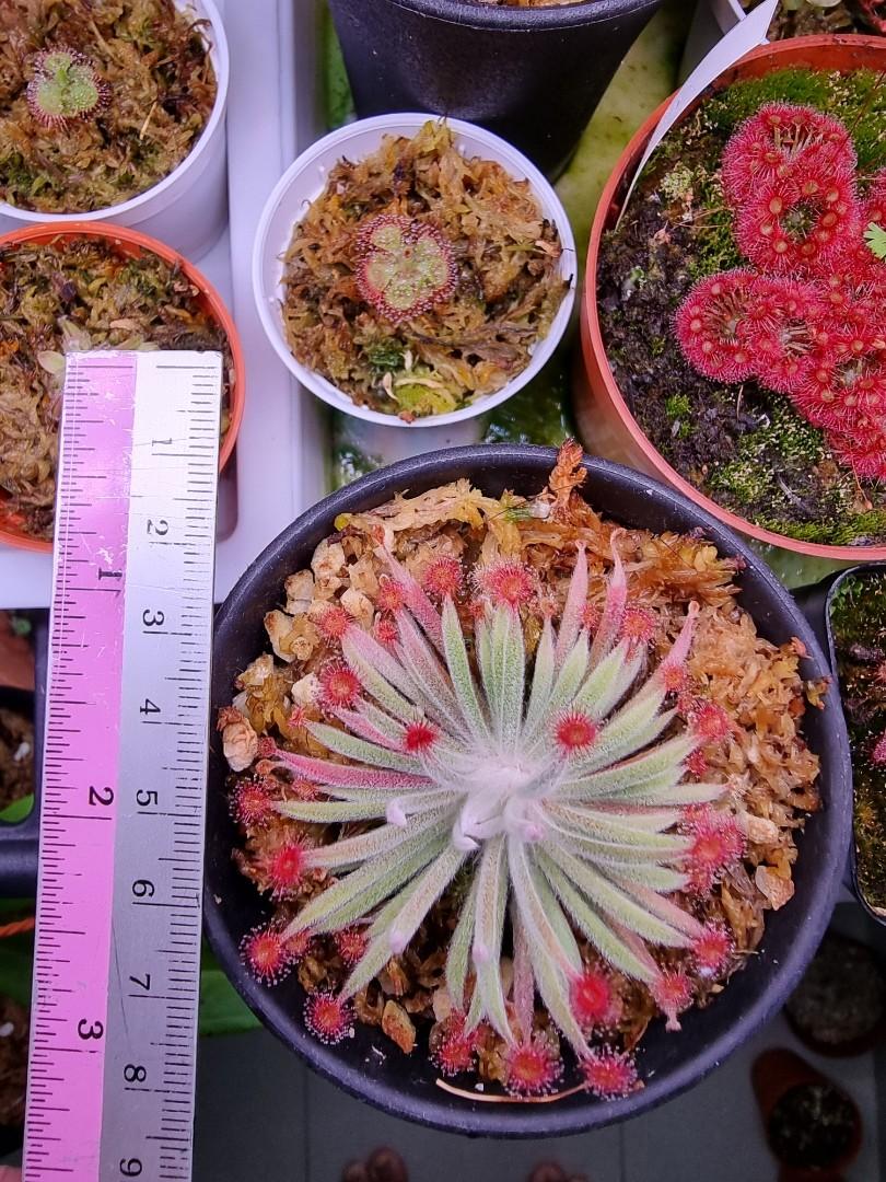 Drosera lanata ( Sundew, Carnivorous Plant ), Furniture & Home Living ...