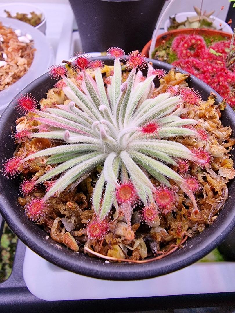 Drosera lanata ( Sundew, Carnivorous Plant ), Furniture & Home Living ...