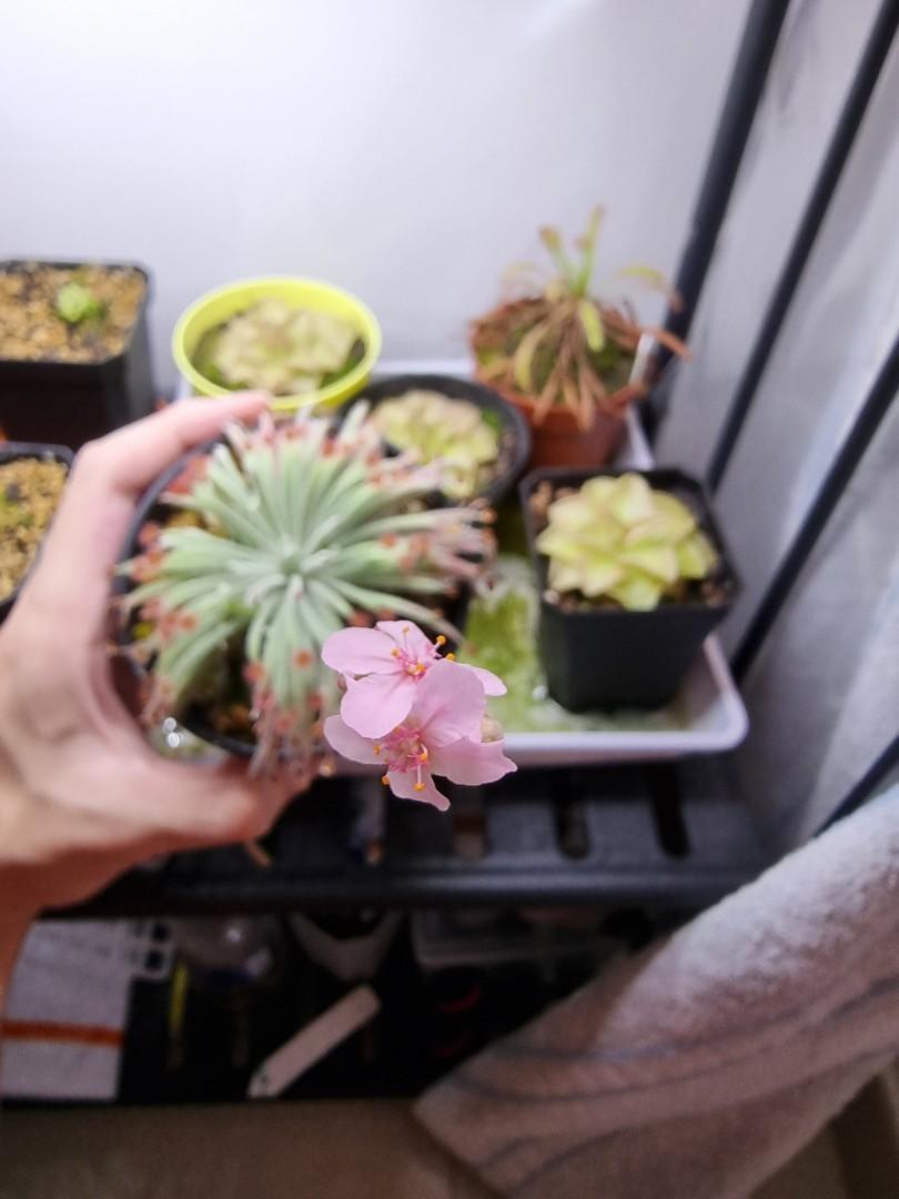 Drosera lanata ( Sundew, Carnivorous Plant ), Furniture & Home Living ...