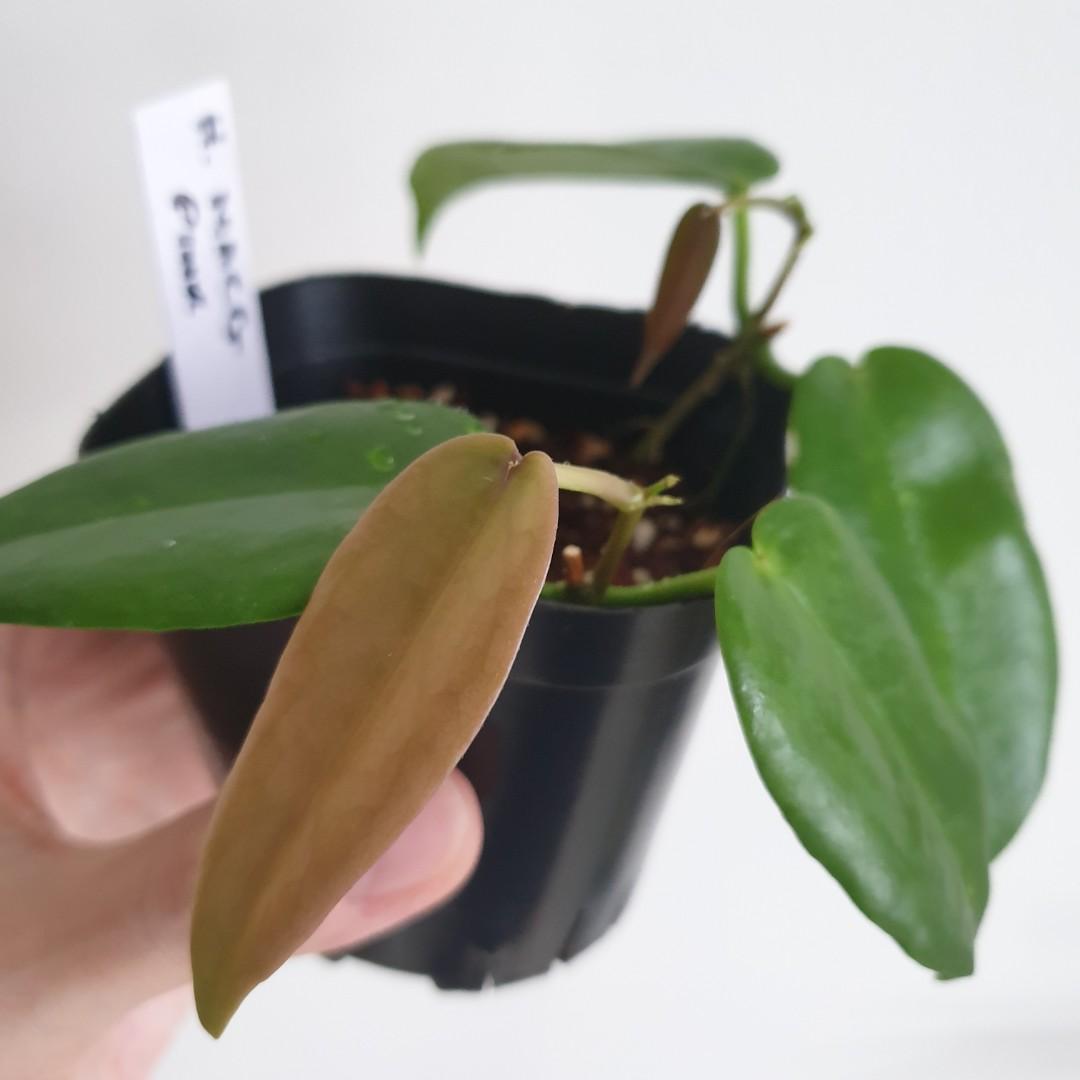 Hoya Macgillivrayi Pink, Furniture & Home Living, Gardening, Plants ...