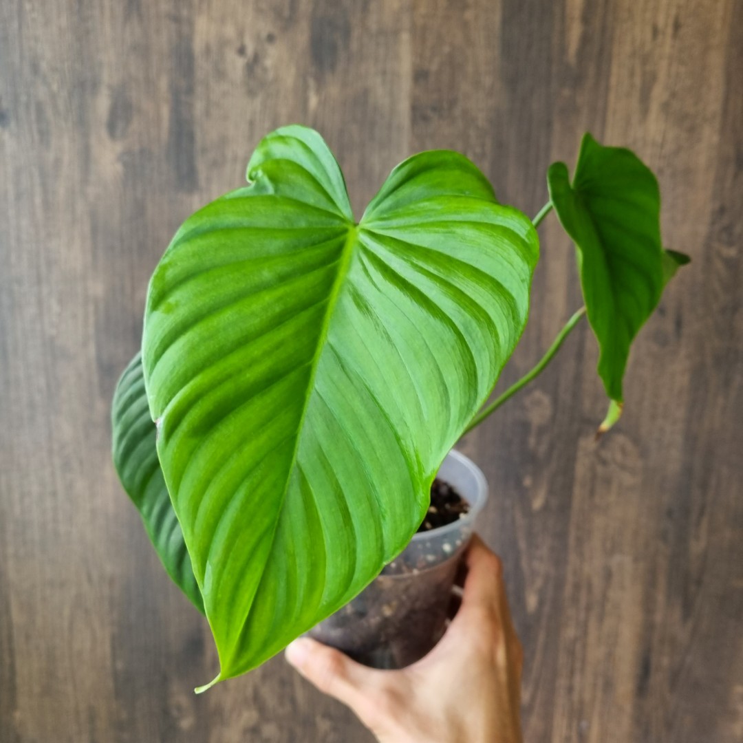 Philodendron Roseocataphyllum, Furniture & Home Living, Gardening ...