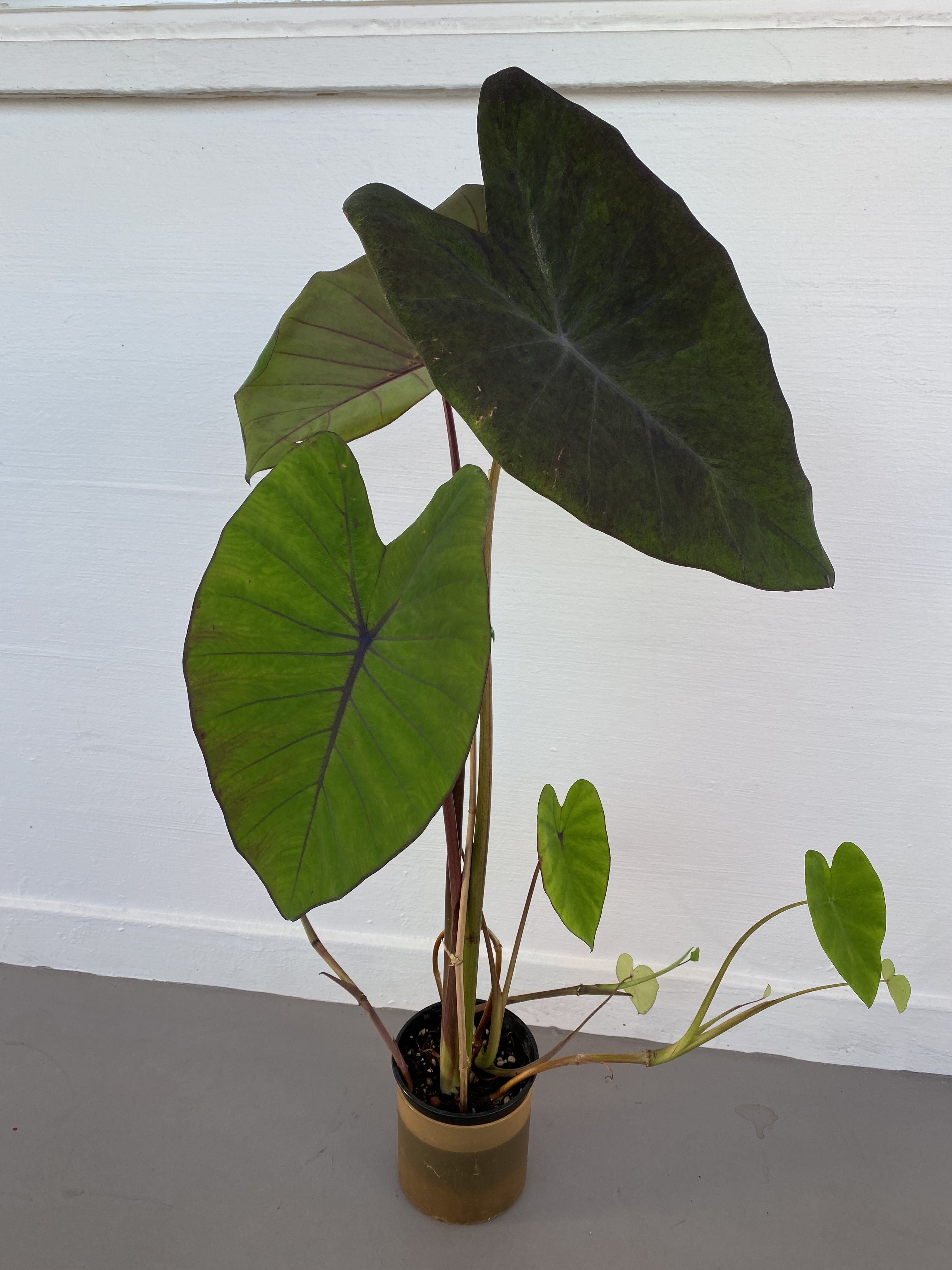 Colocasia Black Magic (Big), Furniture & Home Living, Gardening, Plants ...
