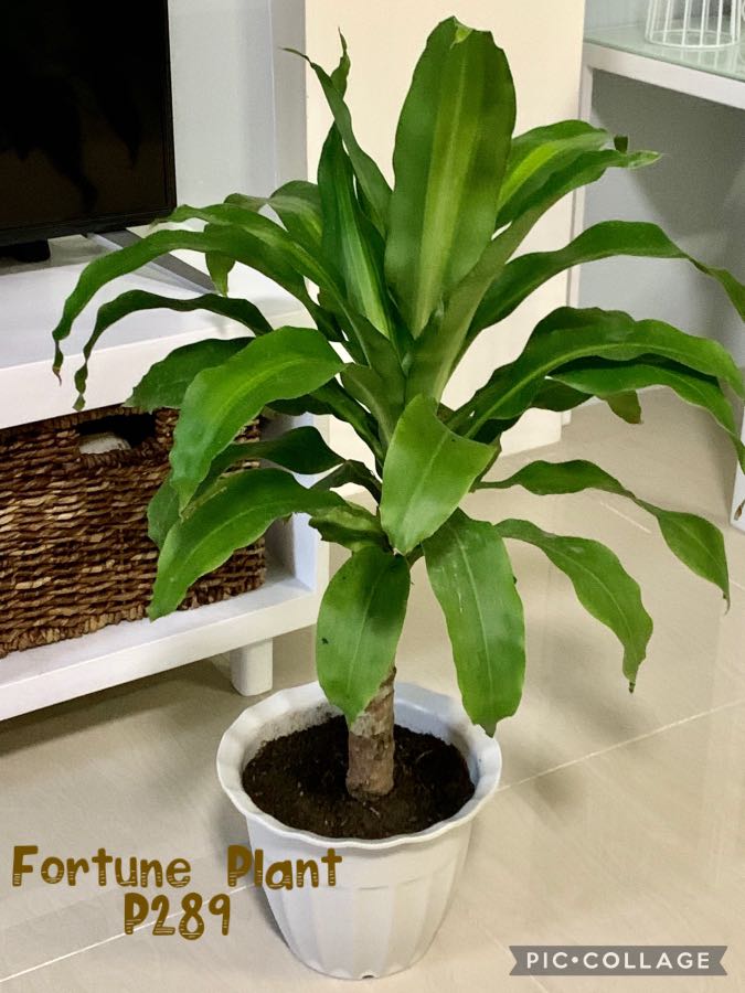 Fortune Plant in large pot, Furniture & Home Living, Gardening, Plants ...