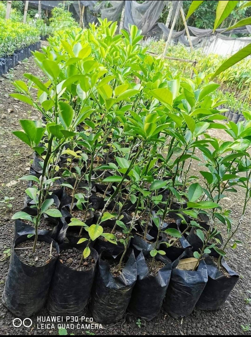Grafted Calamansi Seedlings, Furniture & Home Living, Gardening, Plants ...
